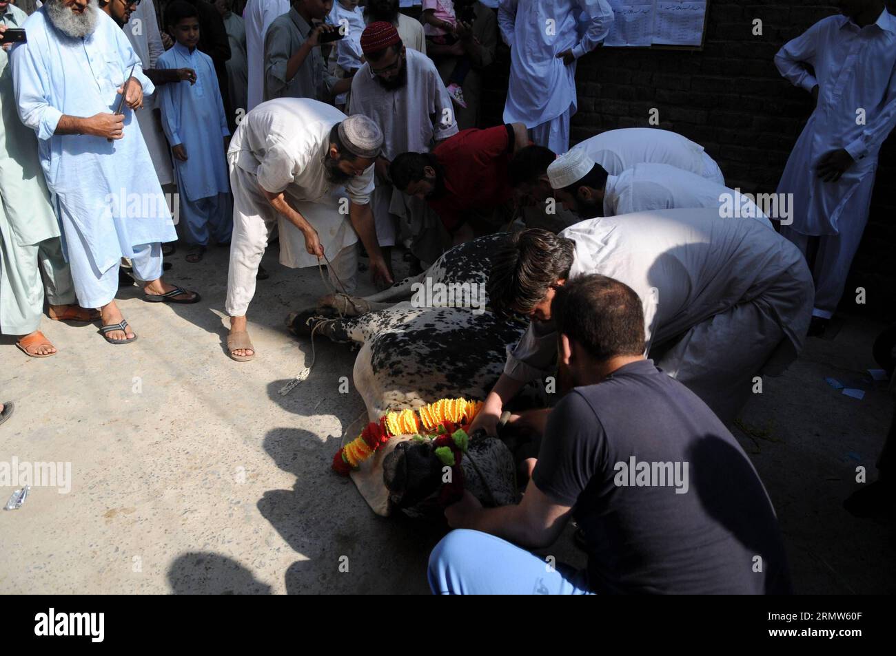Pakistani Muslims prepare to slaughter a cow during the Eid al-Adha ...