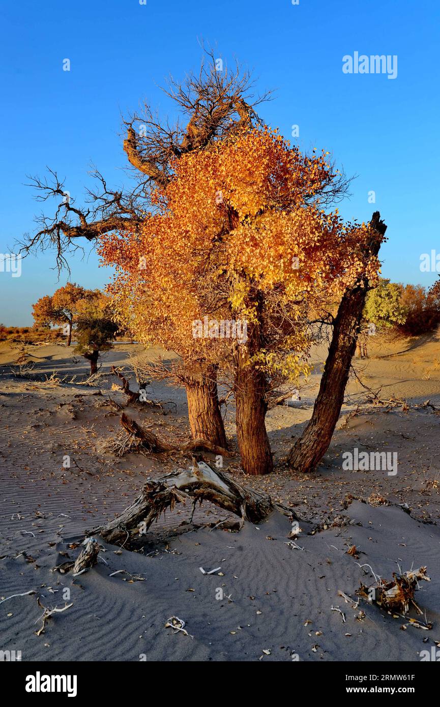 Photo taken on Oct. 5, 2014 shows the populus euphratica forest in ...