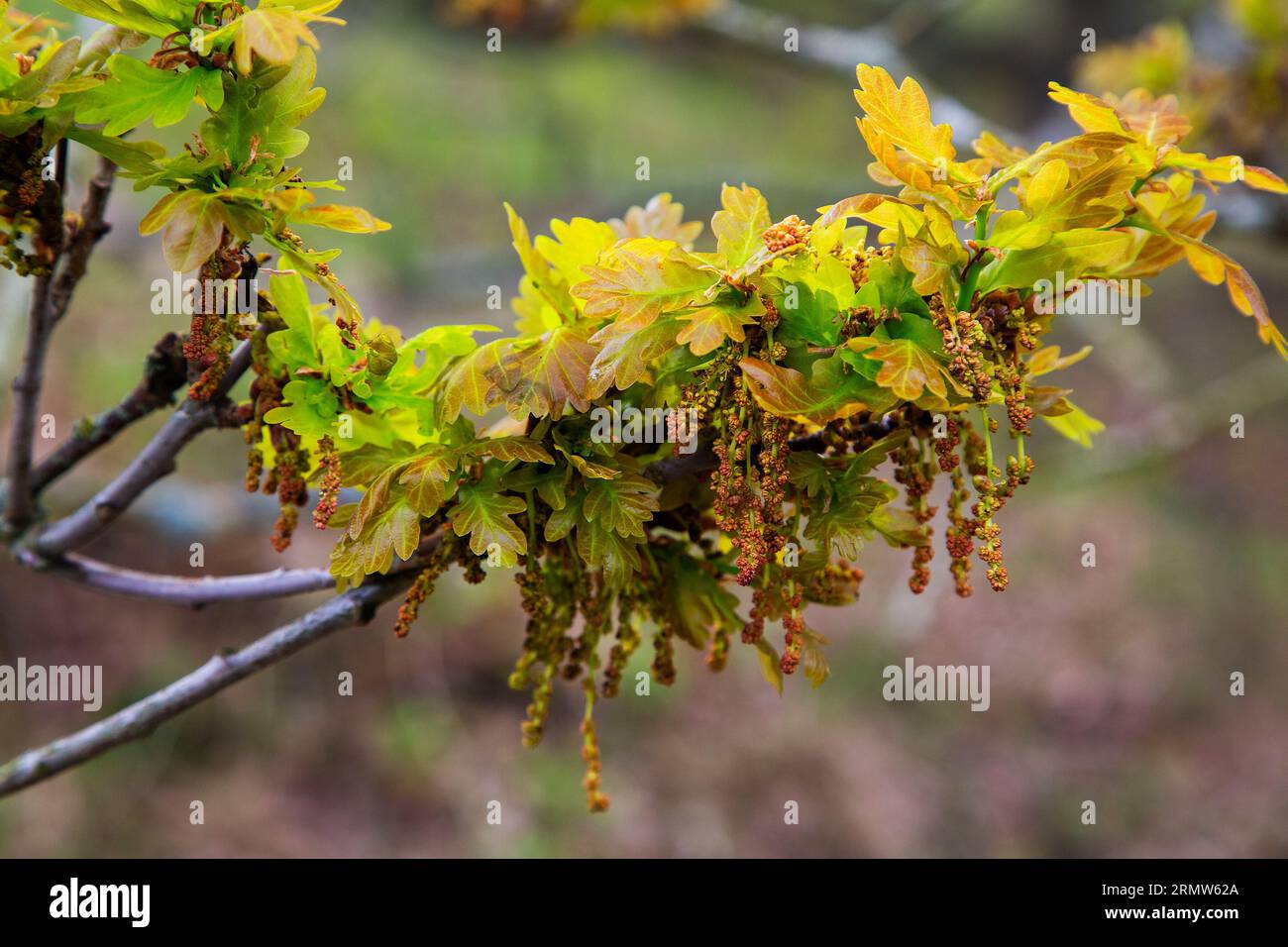 Twig of Pedunculate oak (Quercus robur) with female flowers Stock Photo ...