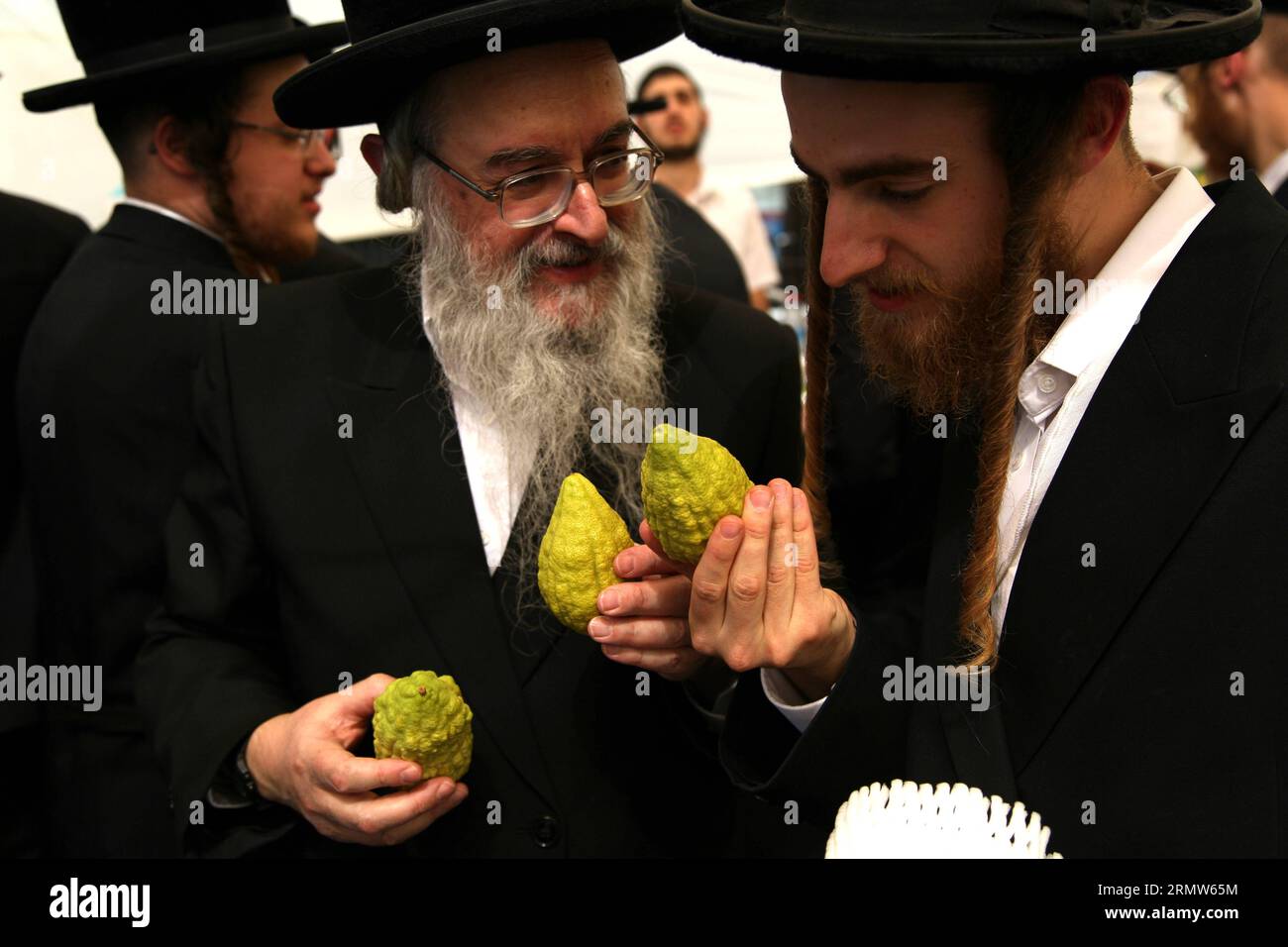 JERUSALEM, Oct. 6, 2014 -- Orthodox Jews select Etrogs (citrons), one of four plant species to ...