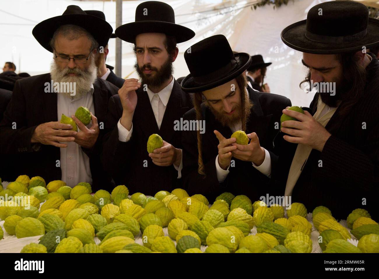 JERUSALEM, Oct. 6, 2014 -- Orthodox Jews select Etrogs (citrons), one ...