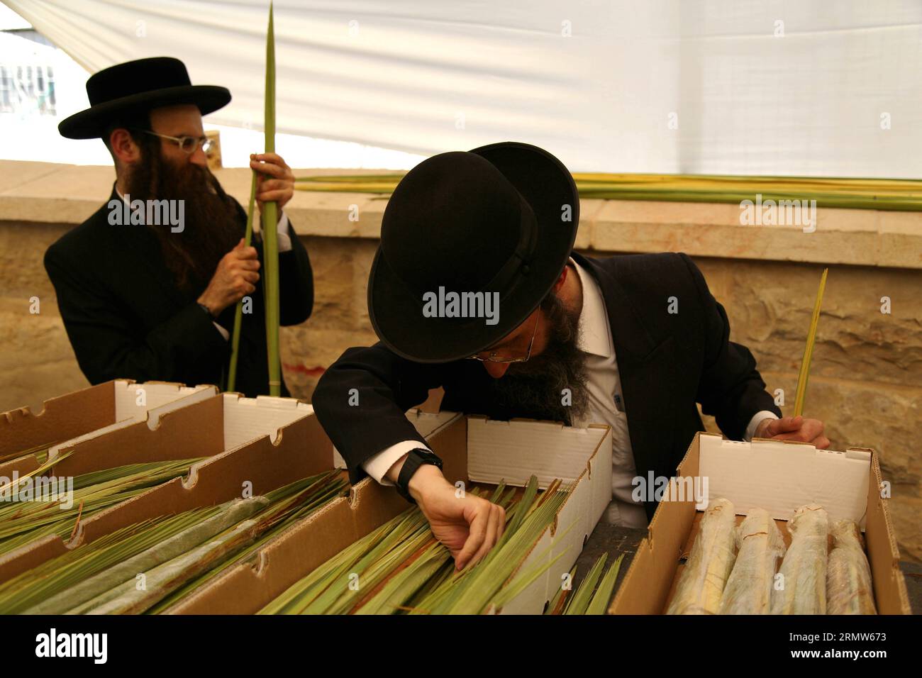 JERUSALEM, Oct. 6, 2014 -- Orthodox Jews select palm fronds, one of ...