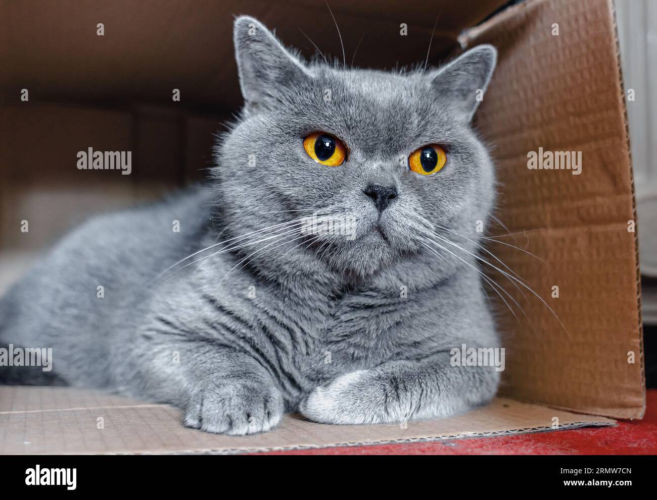 British breed gray domestic cat sitting in cardboard box at home Stock ...