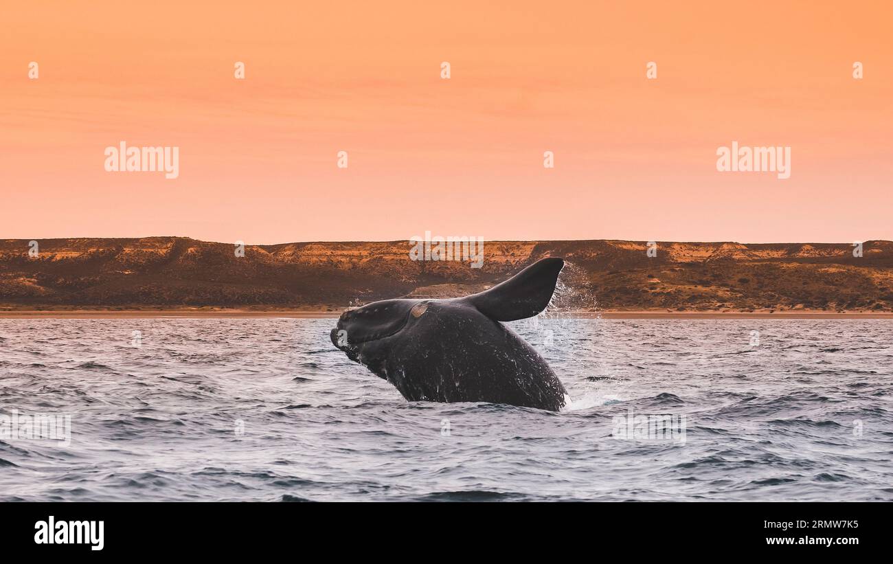 Southern Right whale (Eubalaena Australis Stock Photo - Alamy