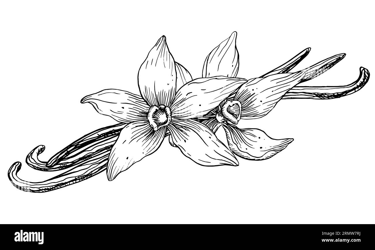 Composition spices Black and White Stock Photos & Images - Alamy