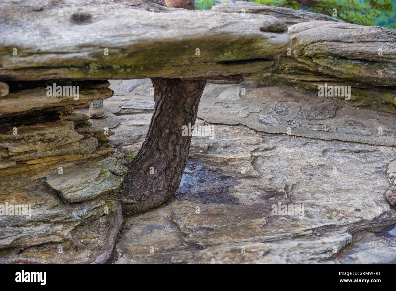A tree grows from the top of Chimney Rock in Chimney Rock State Park in ...