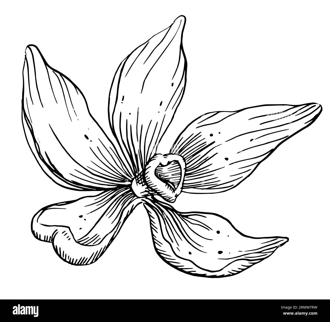 Vanilla Flower. Vector hand drawn illustration of herbal food spice on ...