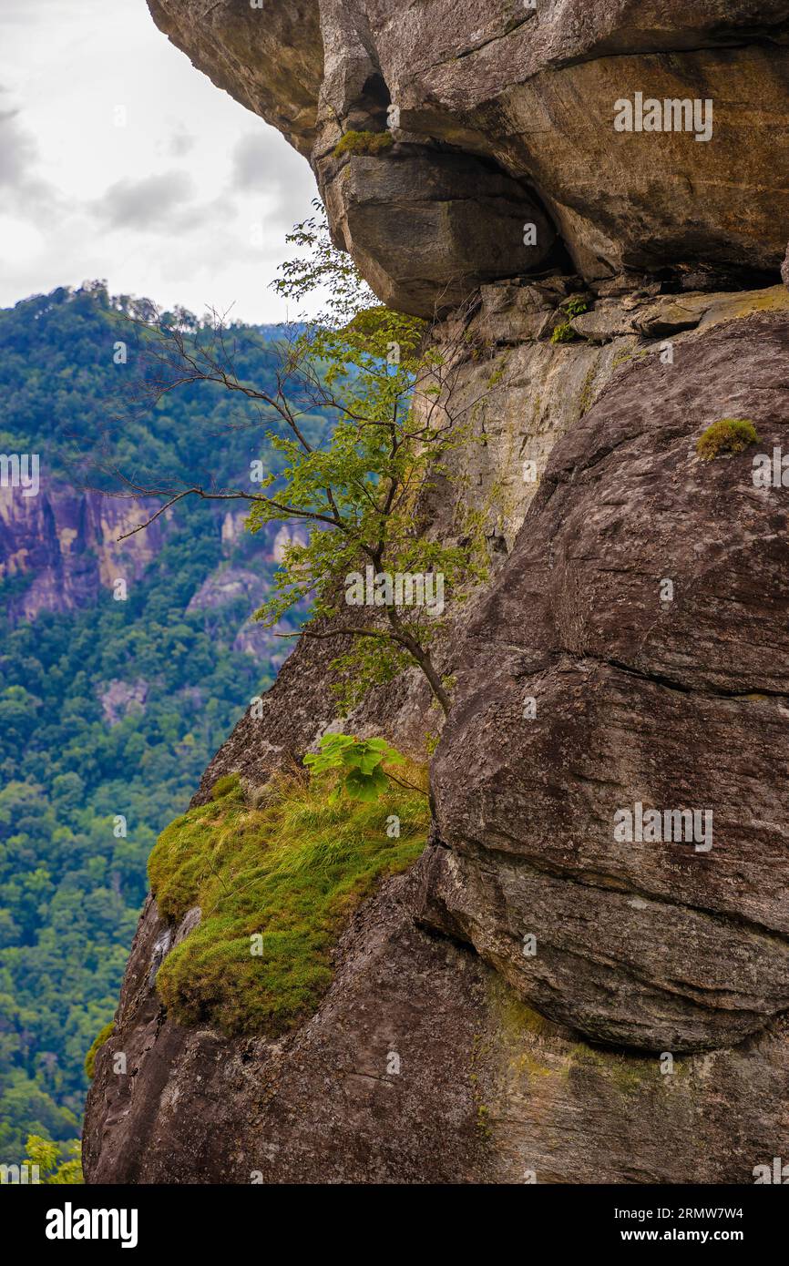 View of the base of Chimney Rock at Chimney Rock State Park in North ...