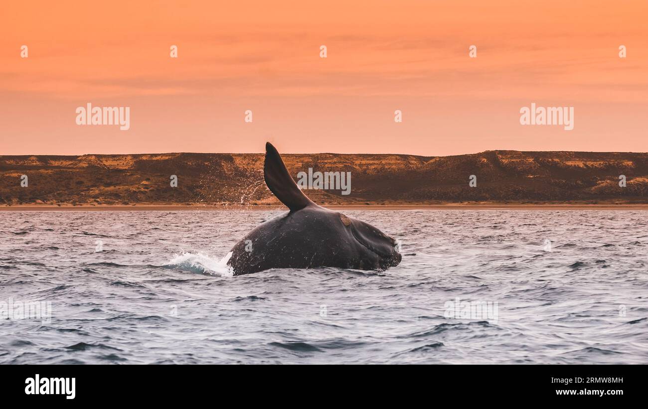Southern Right whale (Eubalaena Australis Stock Photo - Alamy