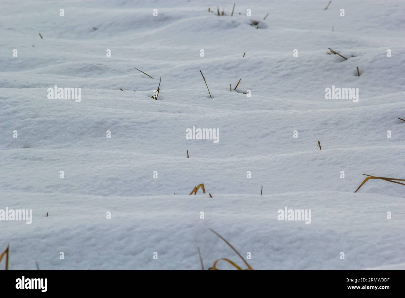 Beautiful winter background with snowy ground. Natural snow texture ...
