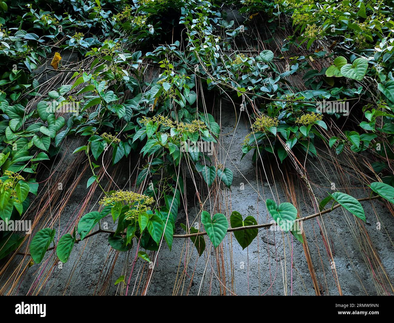 Green vines grass plant hi-res stock photography and images - Alamy