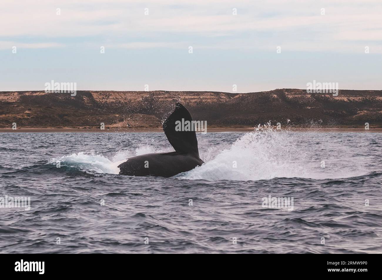Southern Right whale (Eubalaena Australis Stock Photo - Alamy