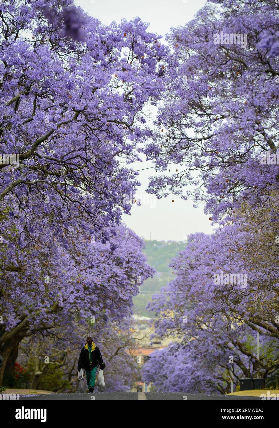 Jacaranda baum hi-res stock photography and images - Alamy