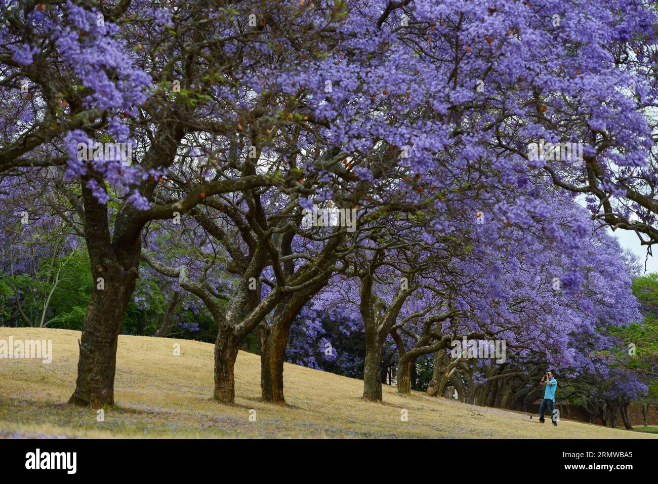 A man takes pictures of Jacaranda trees in Pretoria, South Africa, on ...
