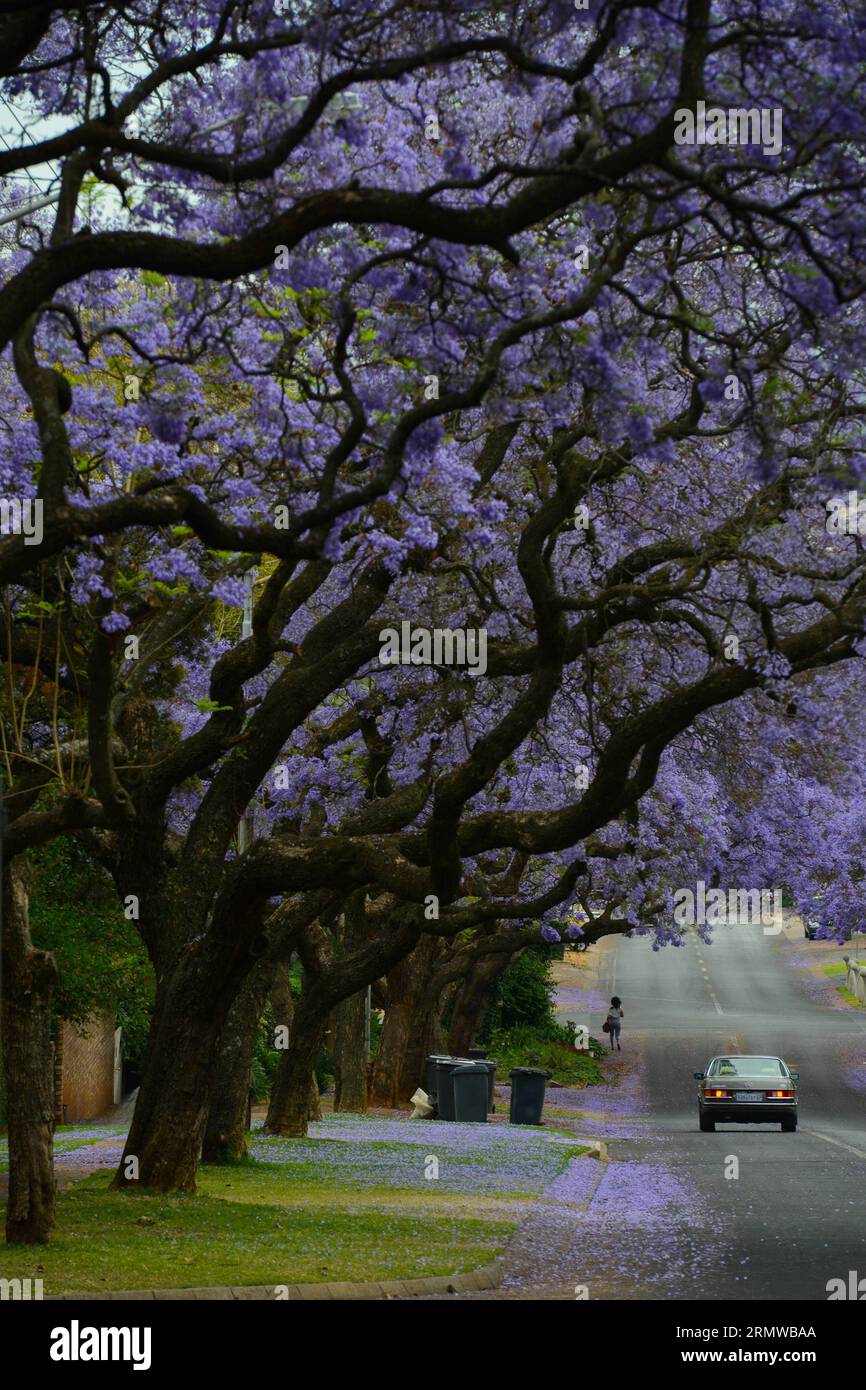Jacaranda baum hi-res stock photography and images - Alamy