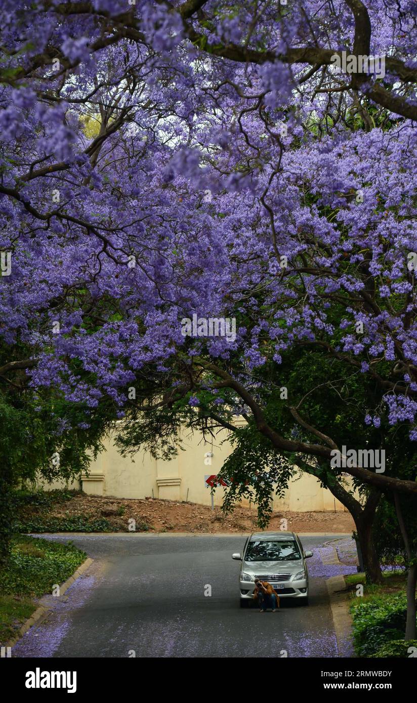 Jacaranda baum hi-res stock photography and images - Alamy