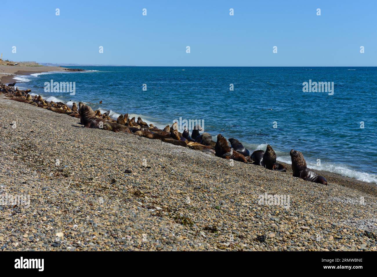 Sea lion colony in Santa Cruz Province, Patagonia, Argentina Stock ...