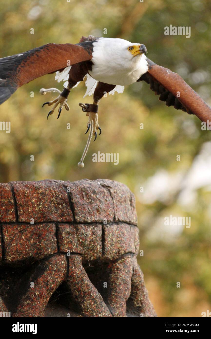 An African fish eagle flutters its wings at Kuimba Shiri Bird Park, 37 ...