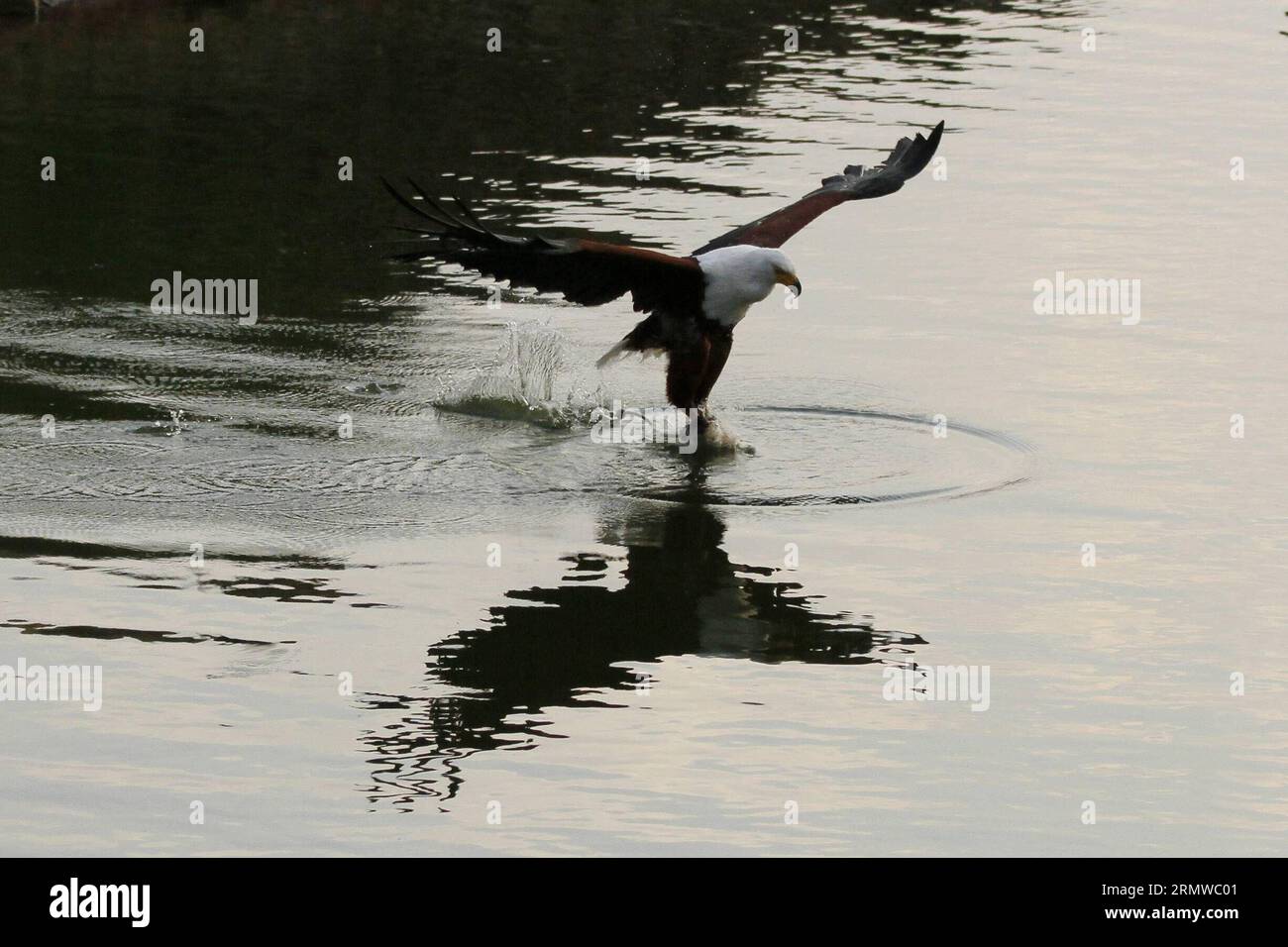 An African fish eagle catches fish from a lake at Kuimba Shiri Bird ...