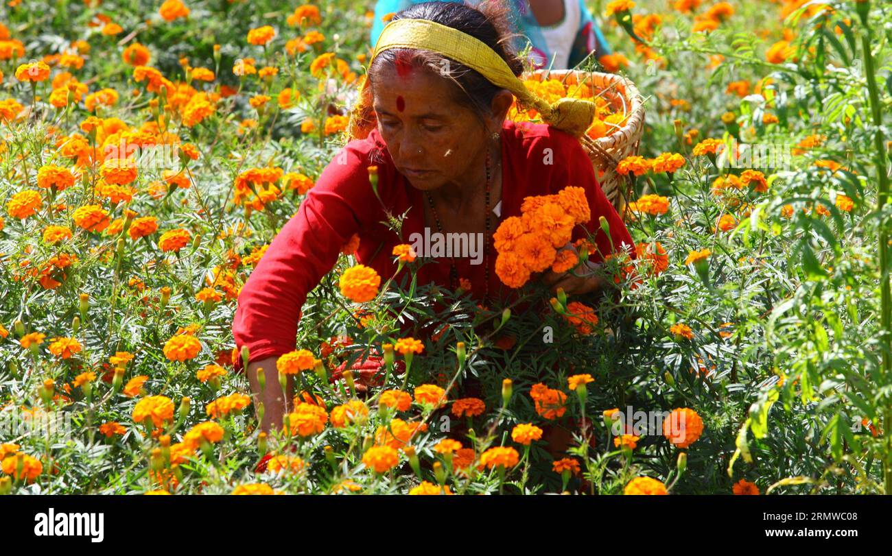 (141020) -- KATHMANDU, Oct. 20, 2014 -- A Nepalese woman plucks ...