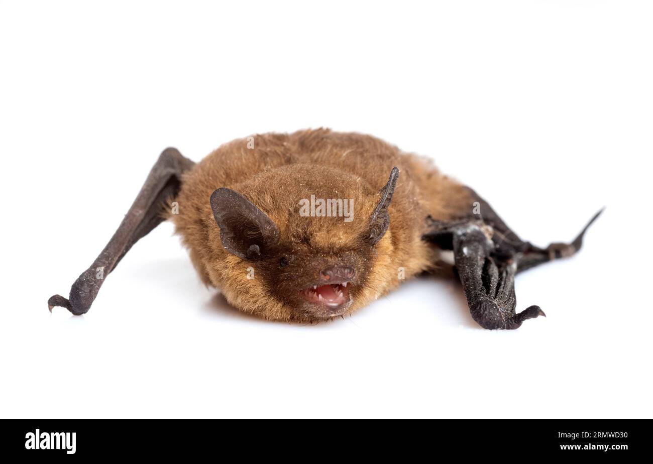 Pipistrellus pipistrellus in front of white background Stock Photo - Alamy