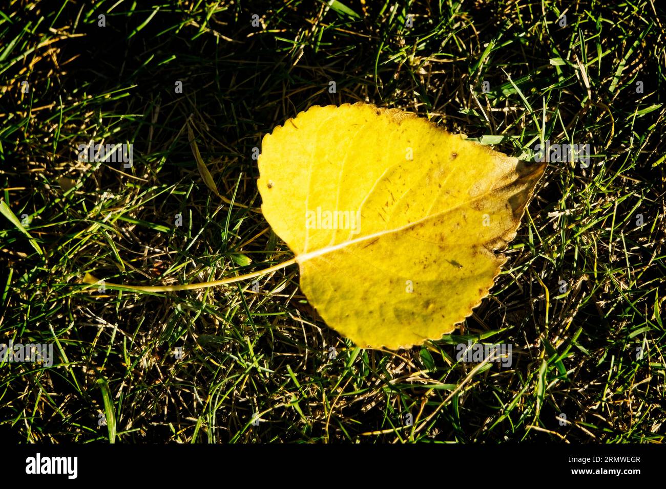 Fall leaves alberta hi-res stock photography and images - Alamy