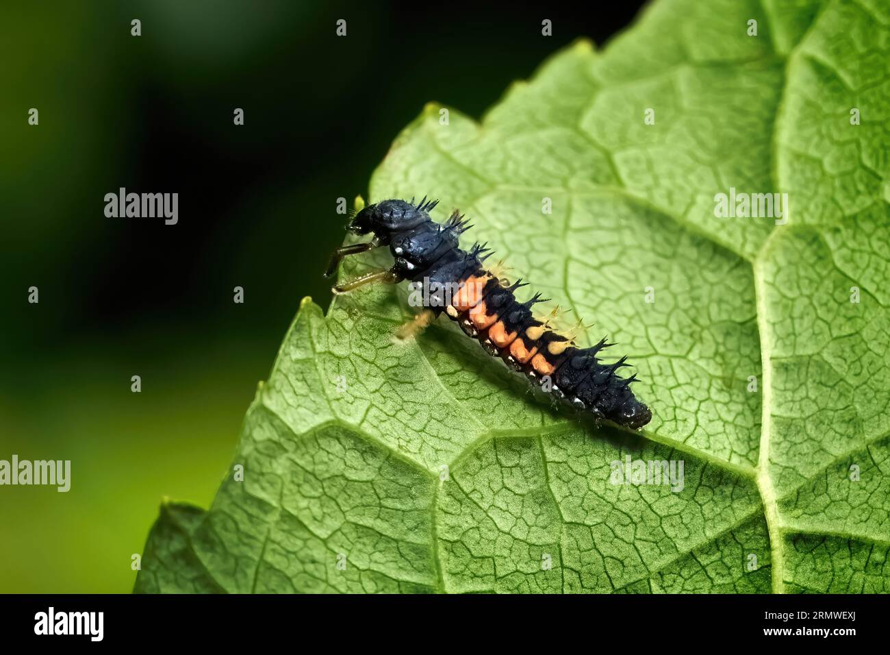 Older larva of the Asian lady beetle (Harmonia axyridis) on the ...