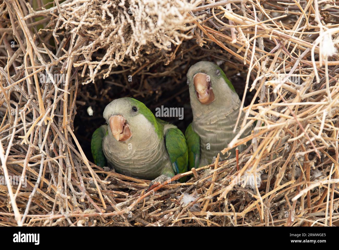 Monk Parakeet (Myiopsitta monachus) pair in nest ES Spain August 2023 ...