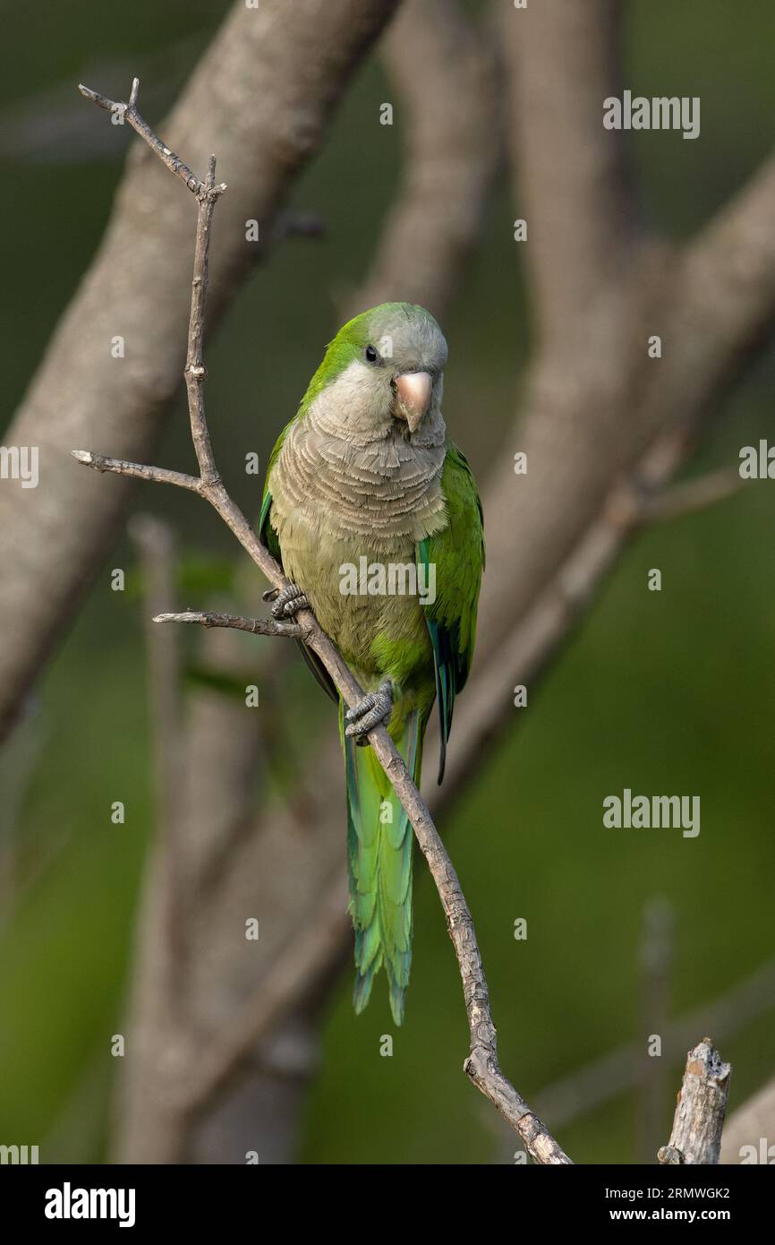 Monk Parakeet (Myiopsitta monachus) ES Spain August 2023 Stock Photo ...