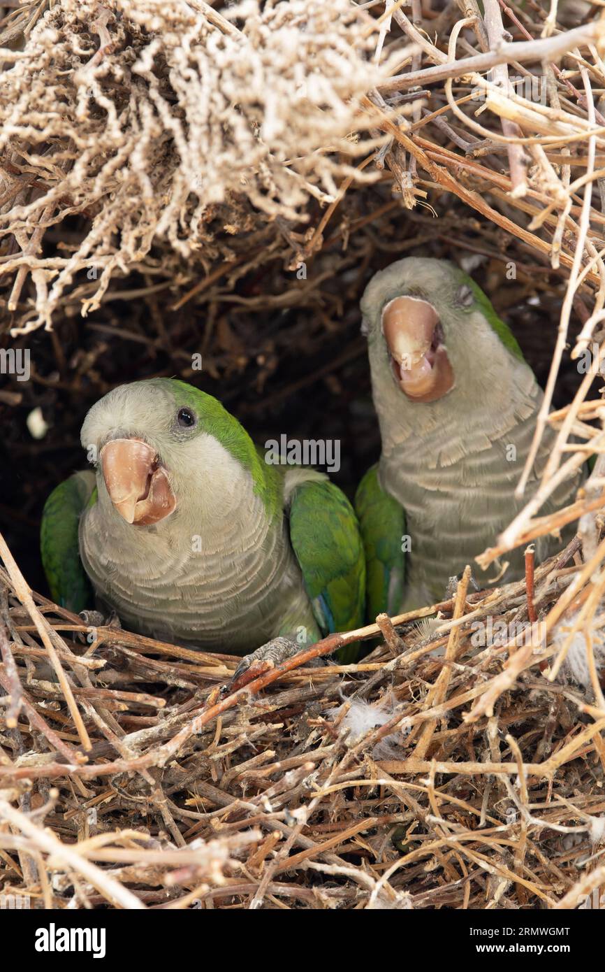 Monk Parakeet (Myiopsitta monachus) pair in nest ES Spain August 2023 ...