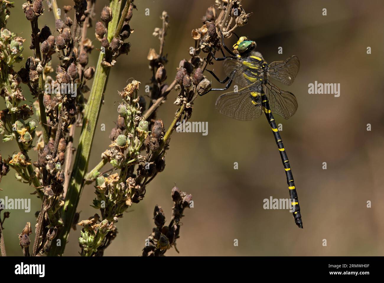 Golden-ringed Dragonfly (Cordulegaster boltonii) Pyrenees Spain August ...