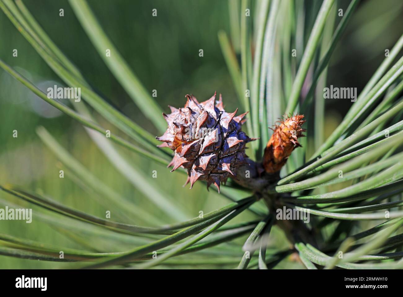 Pine rosin hi-res stock photography and images - Alamy