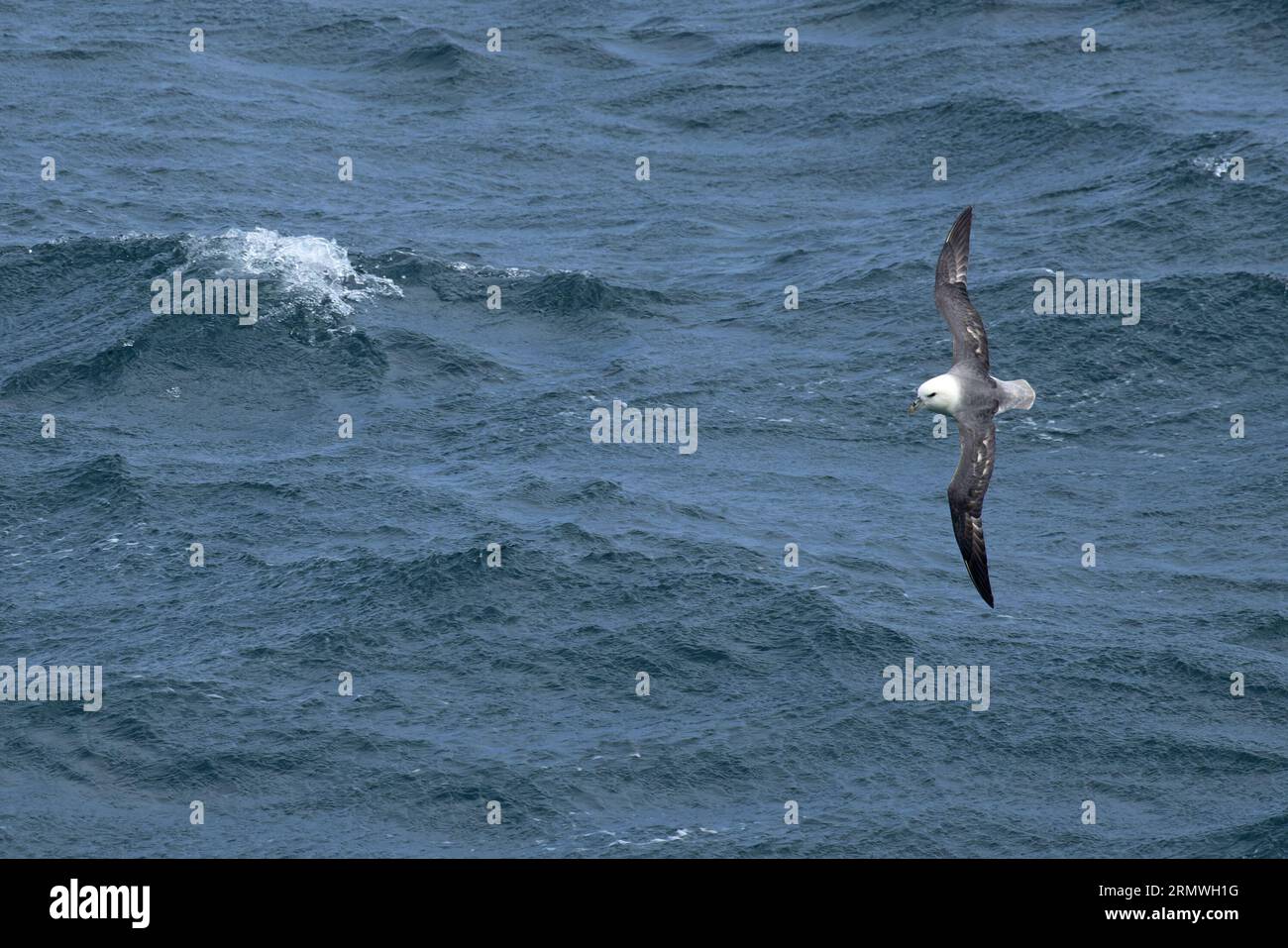 Fulmar (Fulmarus glacialis) shearing Cornwall August 2023 Stock Photo ...