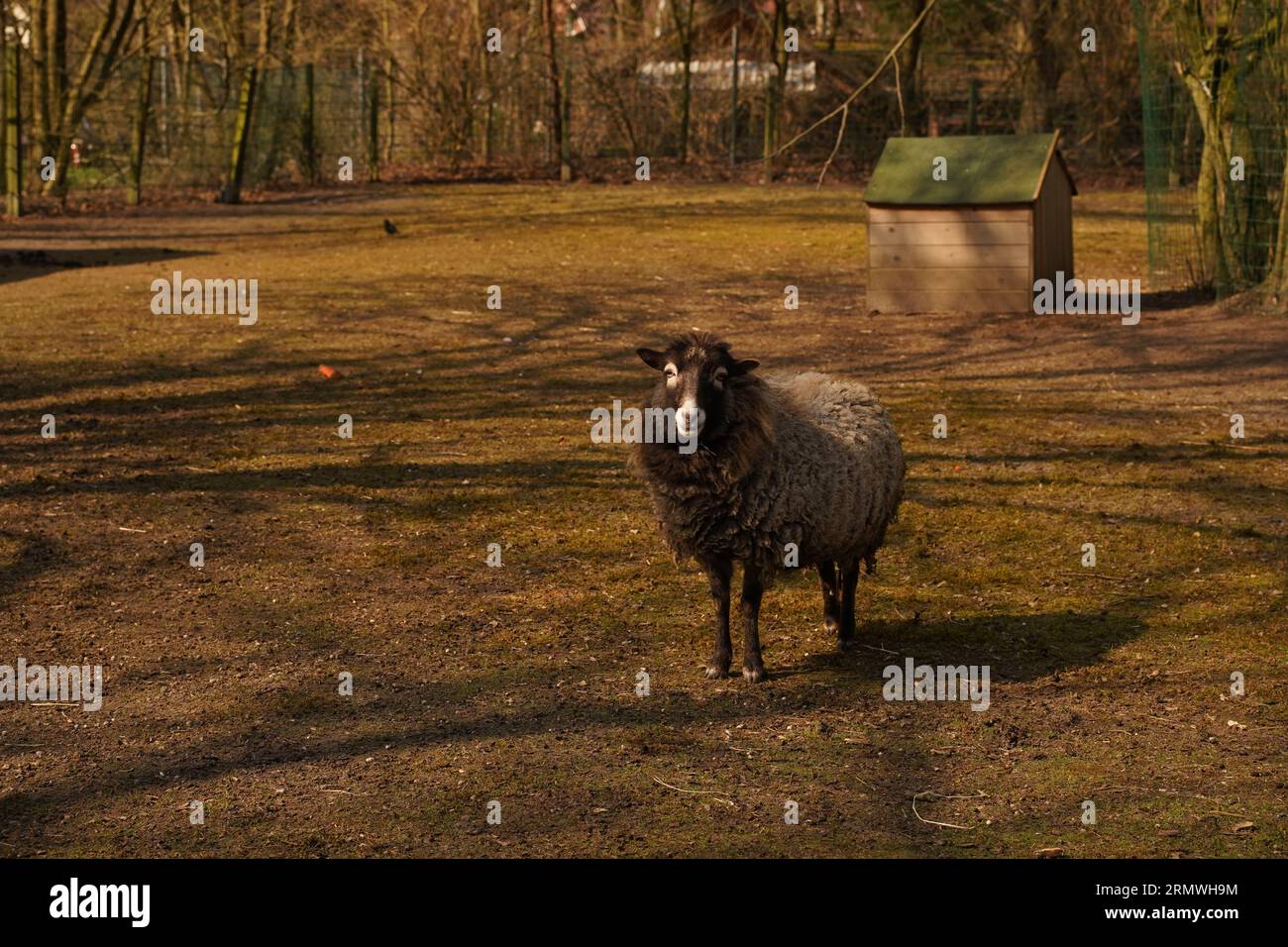 A dark sheep walks around the zoo Stock Photo - Alamy