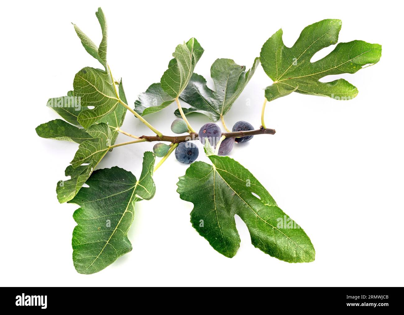 purple figs in front of white background Stock Photo - Alamy