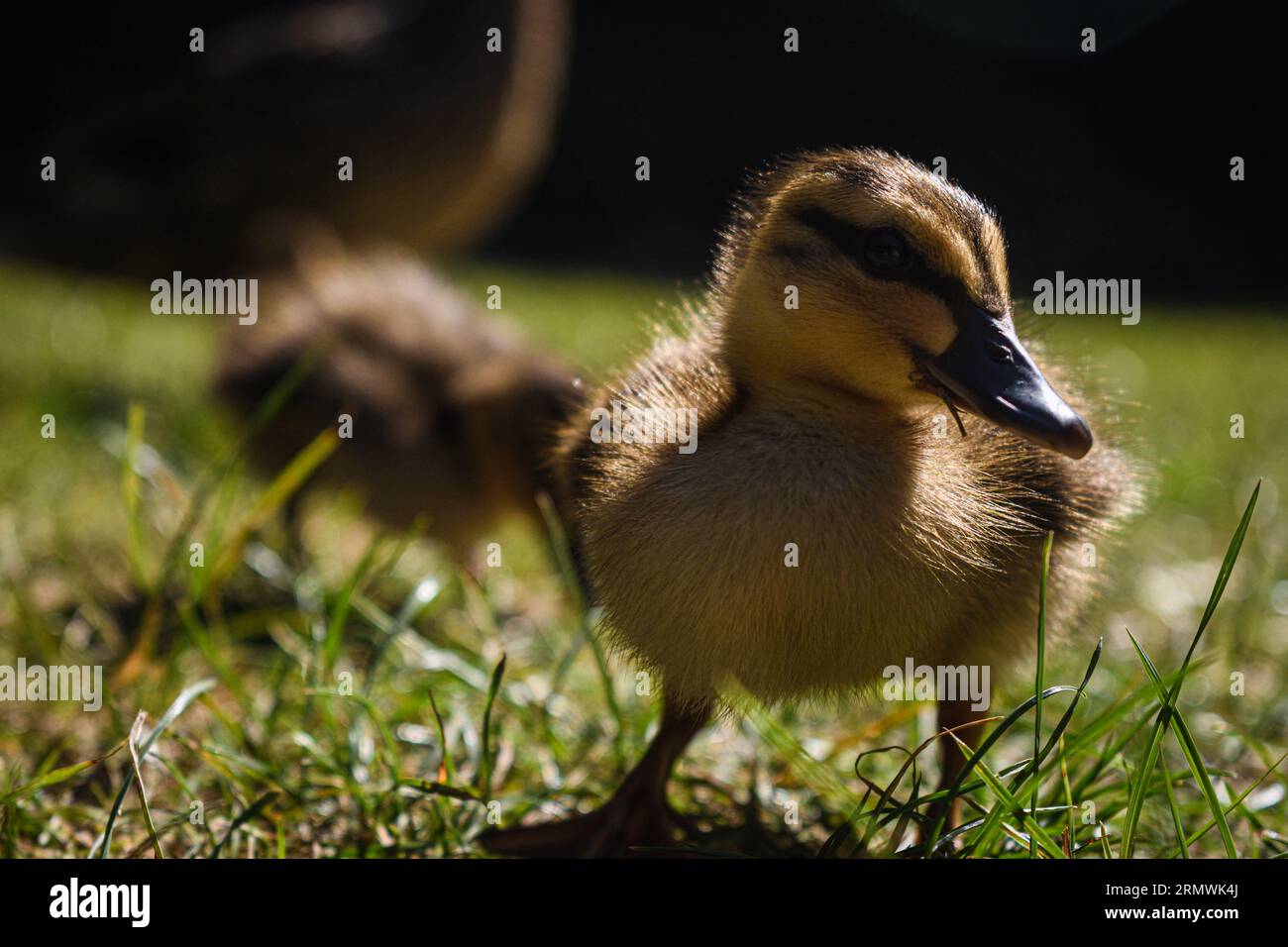 Cute, fluffy ducklings in the Percy Scenic reserve, Wellington, New ...