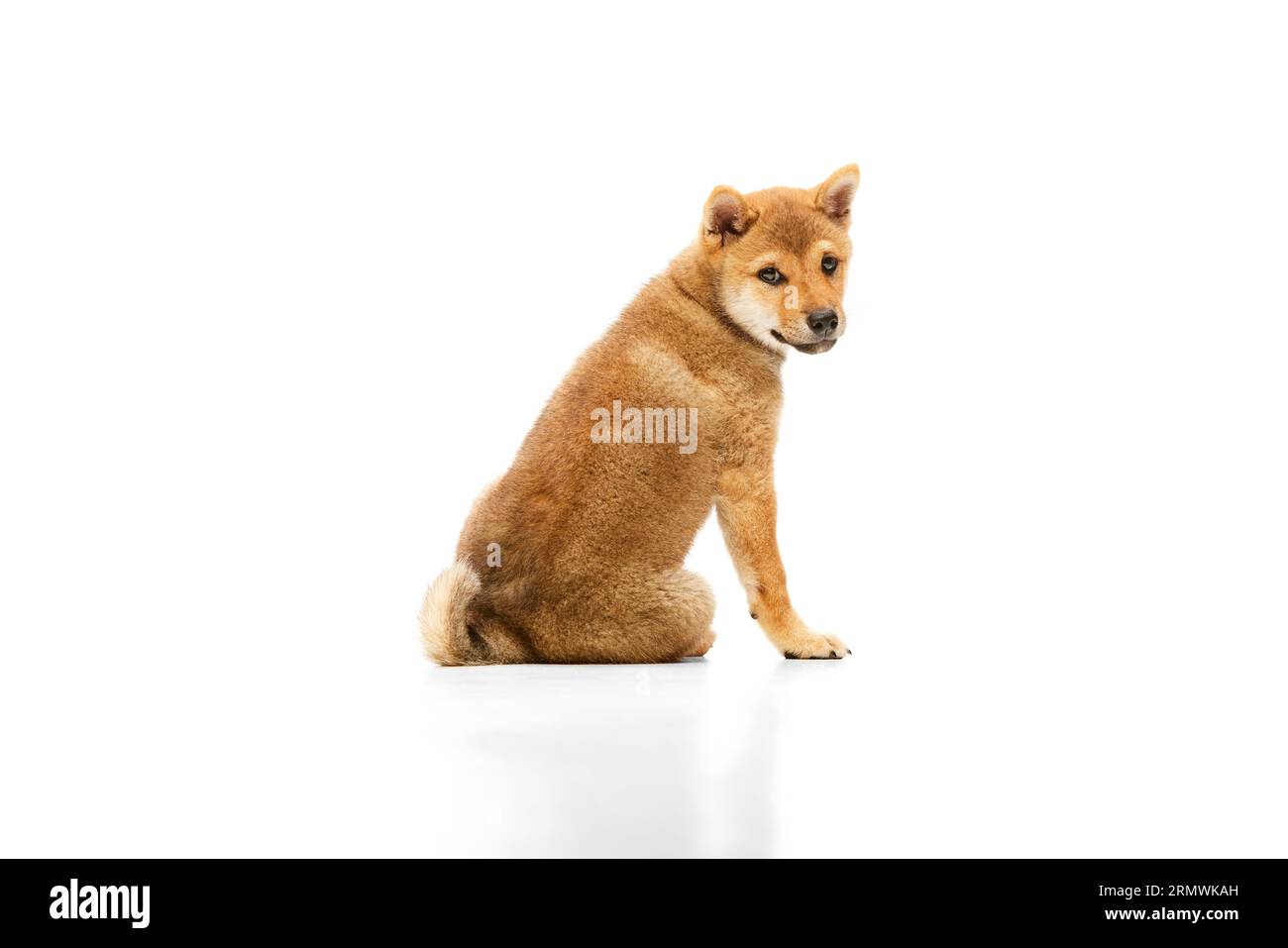 Studio shot of brown eyed beautiful groomed puppy of Shiba Inu dog ...