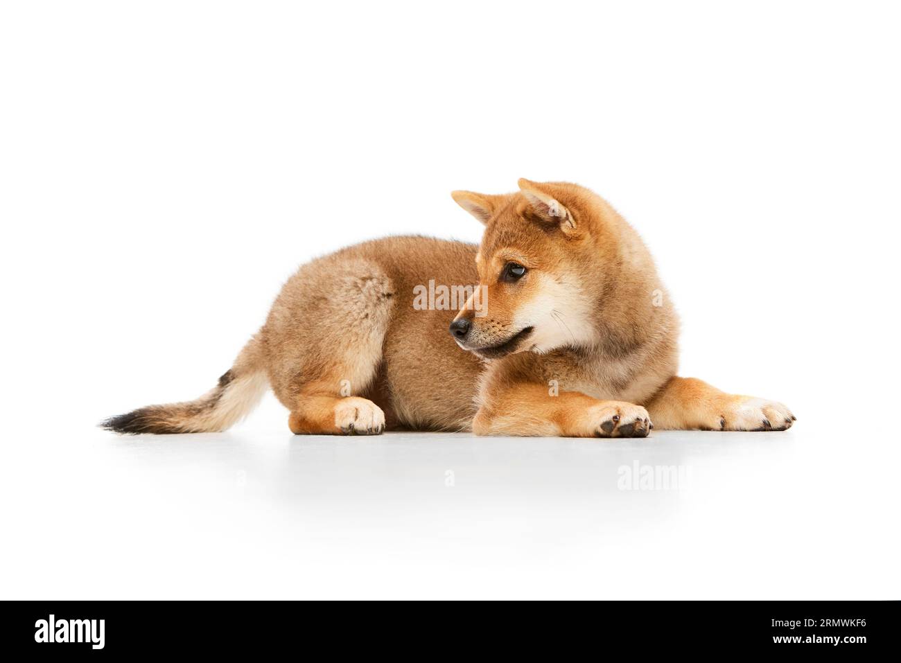 Side view of one little dog, cute beautiful Shiba Inu puppy posing ...