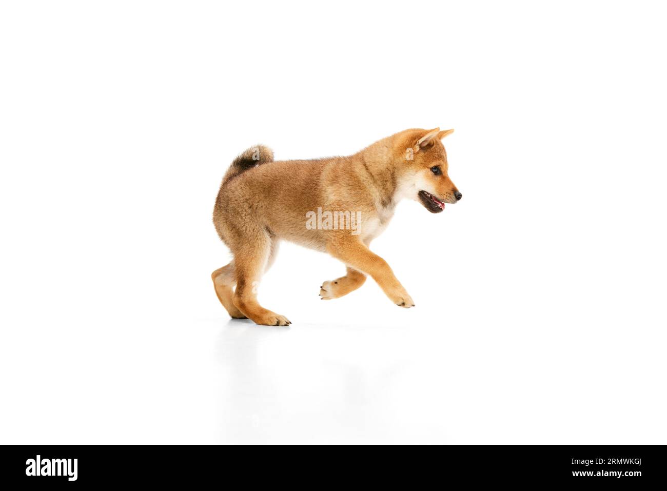 Playful, friendly, determined and courageous Shiba Inu dog jumping over ...