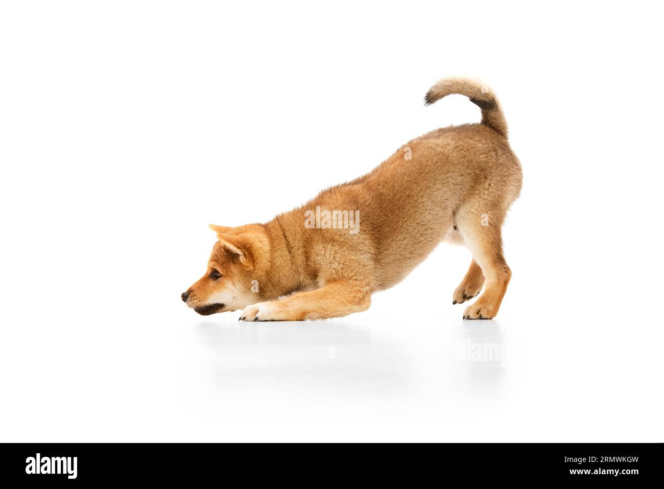 Side view of one little dog, beautiful playful Shiba Inu puppy posing ...
