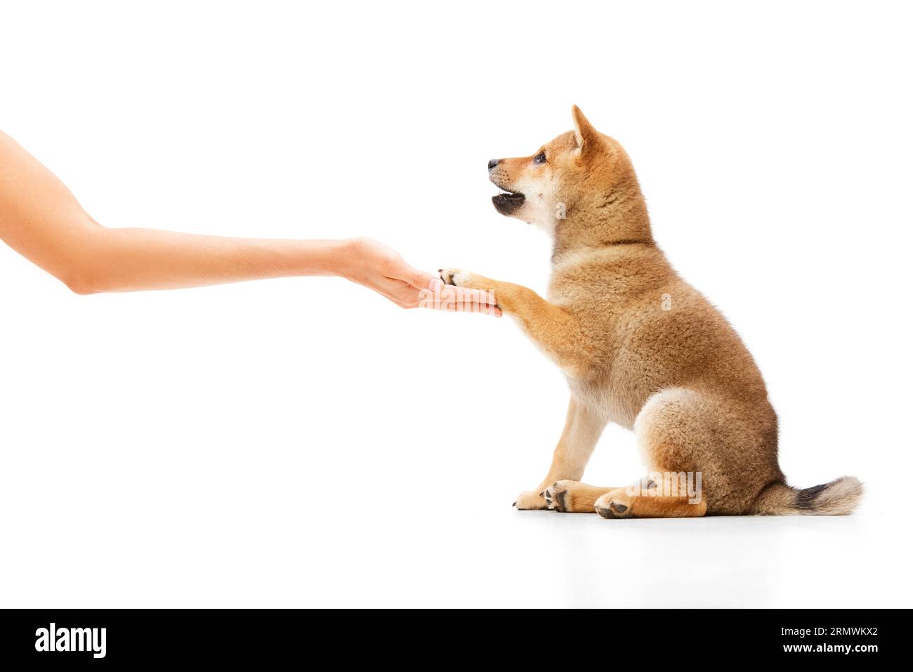 Give a paw. Side view portrait of cute, playful Shiba inu puppy trained ...