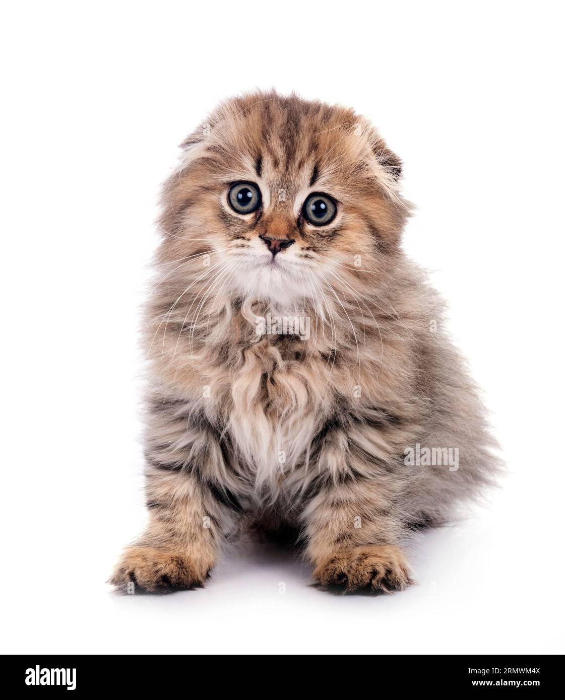 Highland fold Cut Out Stock Images & Pictures - Alamy