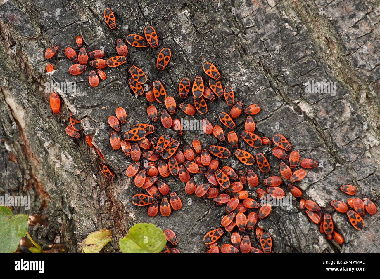 Die Feuerwanzen (Pyrrhocoridae Stock Photo - Alamy