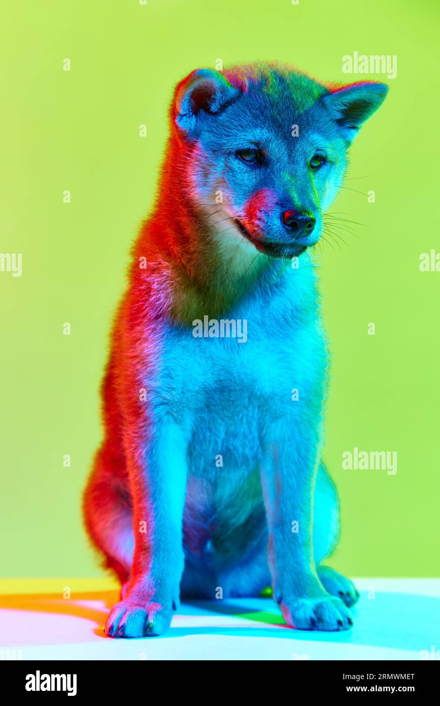 Cute little red Shiba Inu dog, charming pet posing at studio over ...