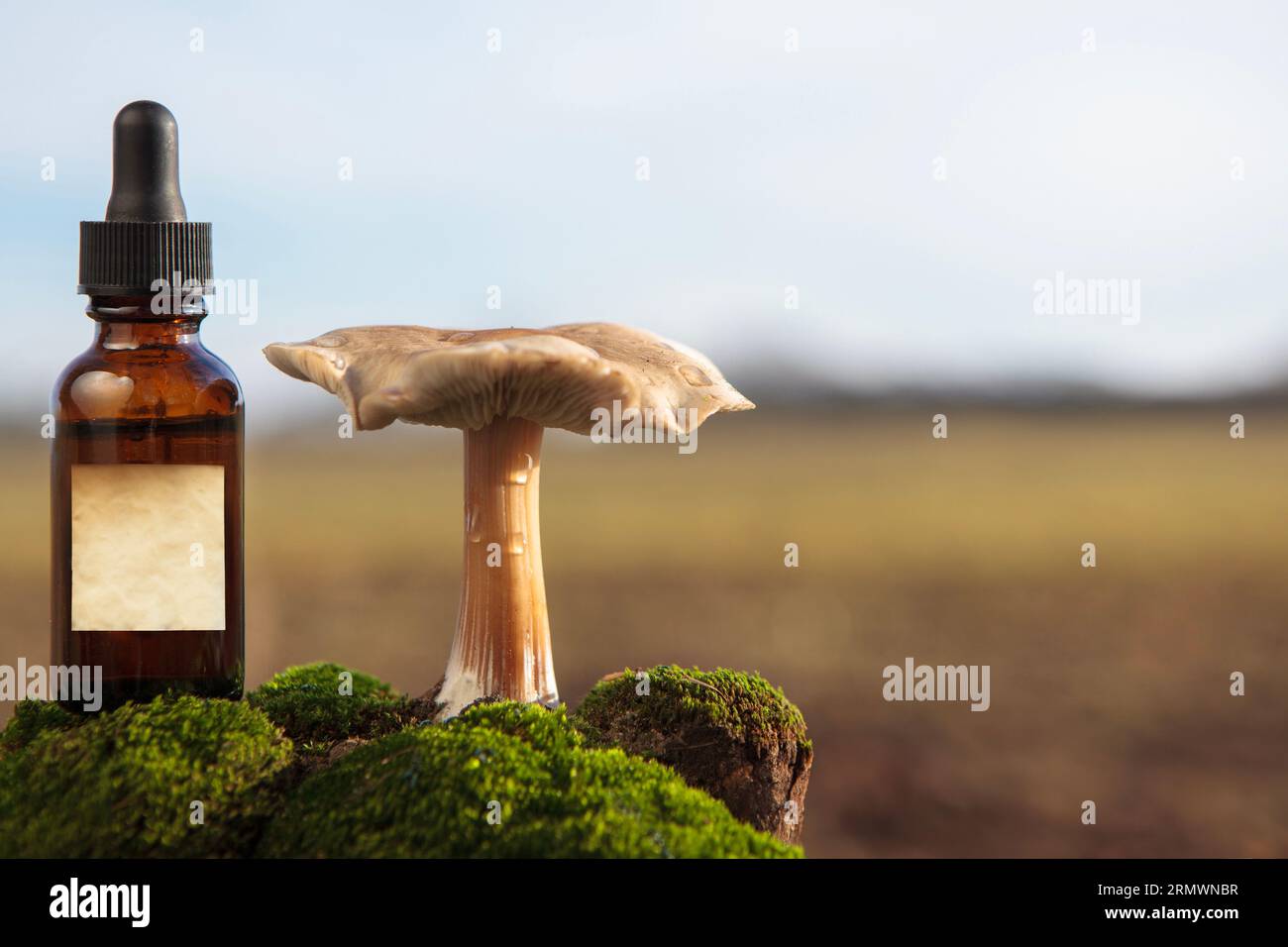 Natural Dropper Bottle and Medicinal Mushroom on Lush Green Moss Stock ...