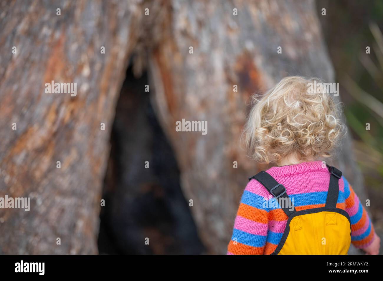 cute toddler in the forest exploring the environment Stock Photo - Alamy