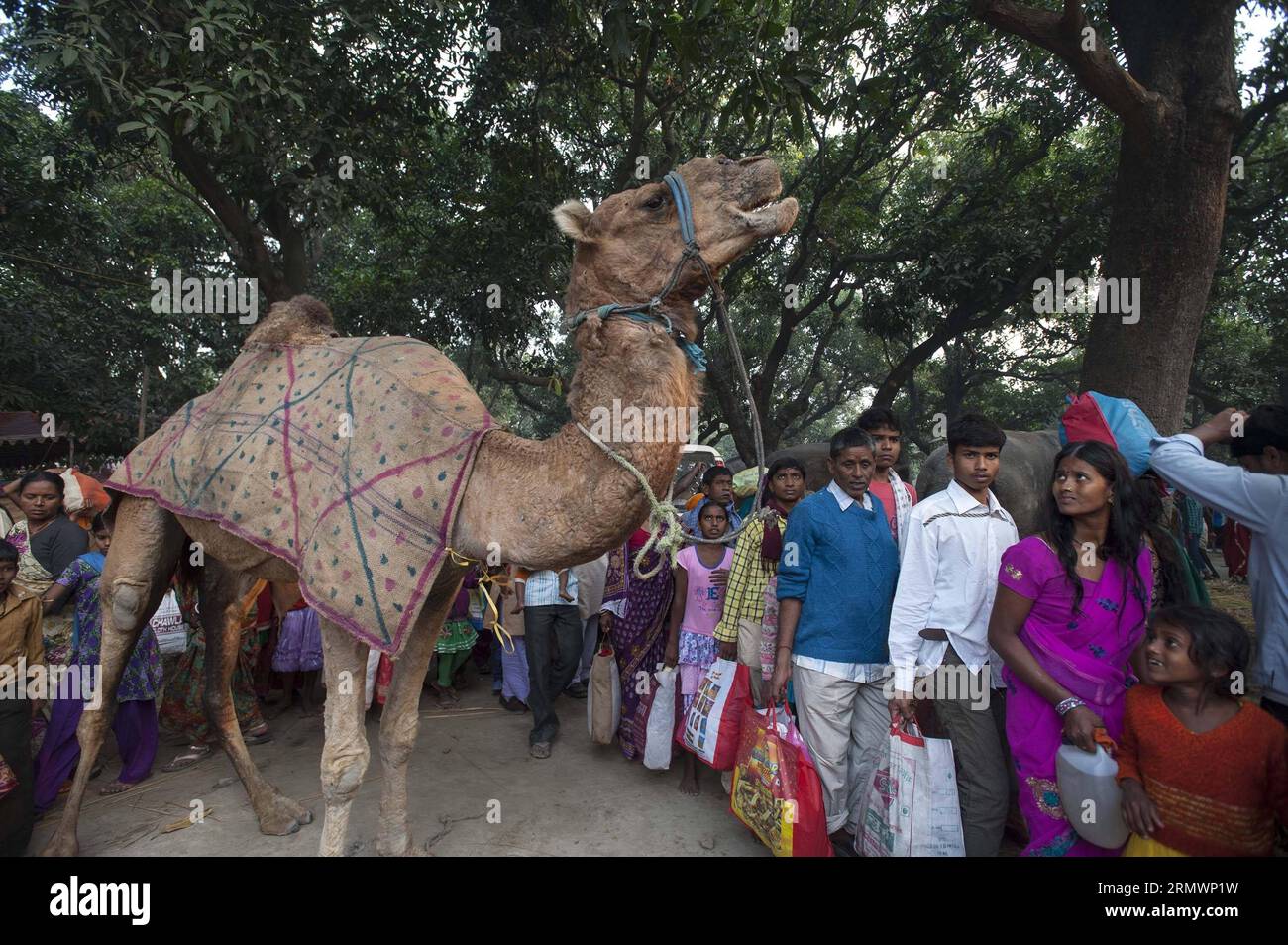 (141107) -- PATNA, Indian villagers view a camel during the annual ...
