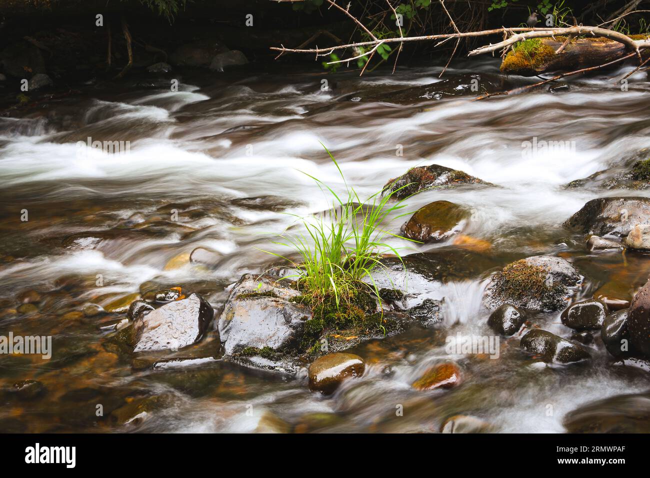 Single plant hi-res stock photography and images - Alamy