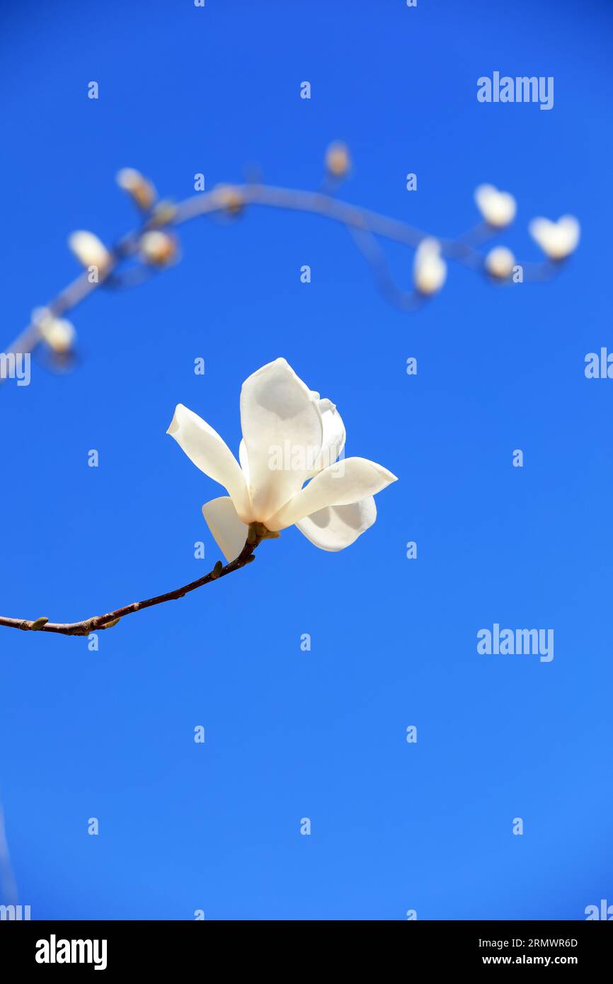 Micro photos hi-res stock photography and images - Alamy