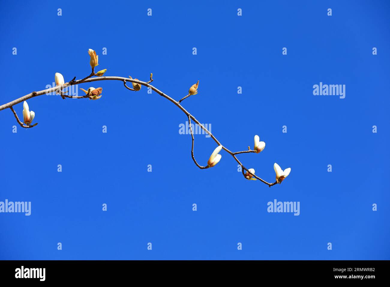 Micro photos hi-res stock photography and images - Alamy